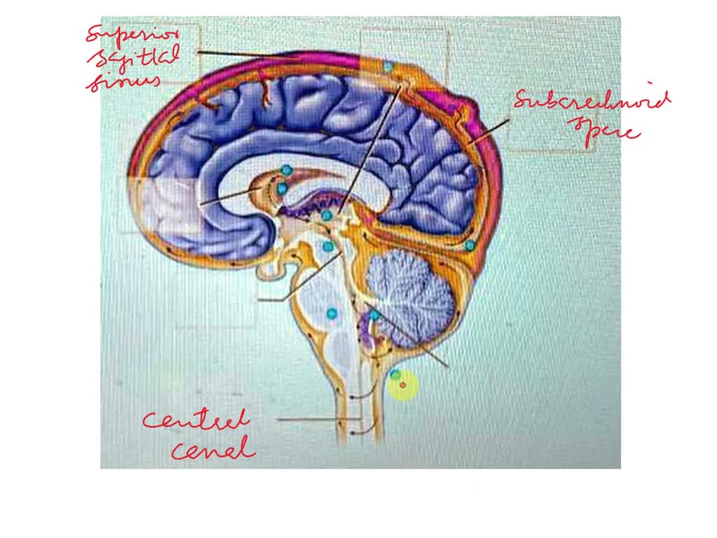 SOLVED: Click and drag each label on the left to its correct position on the right. Click and ...