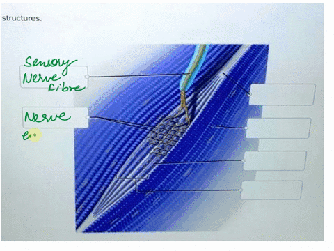 Muscle Spindle Structure Label the muscle spindle structures. Sensory ...