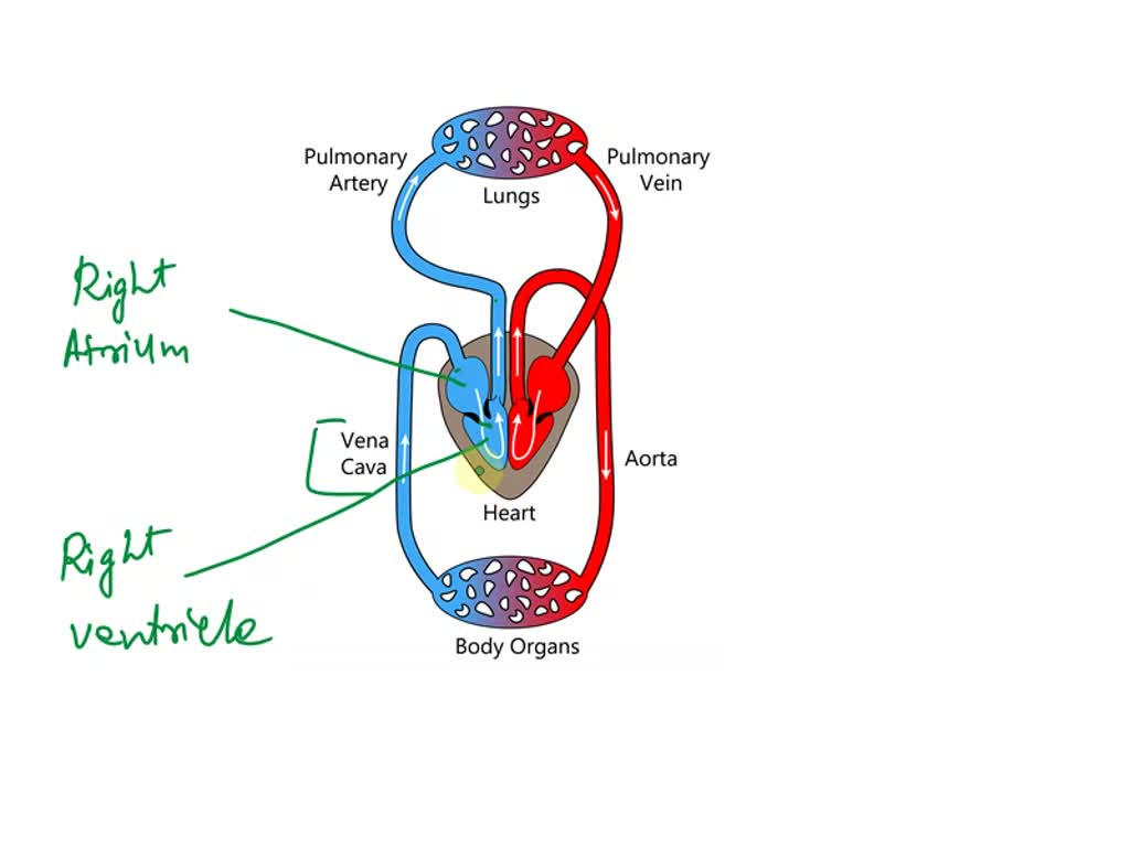 SOLVED: List the pathway of the electrical conduction system of the ...