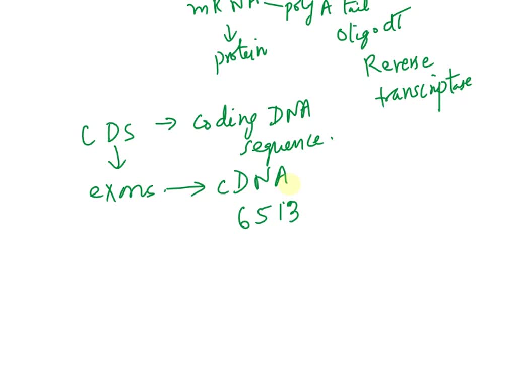 Solved What Nucleotide Numbers Comprise The Cds Coding Dna Sequence