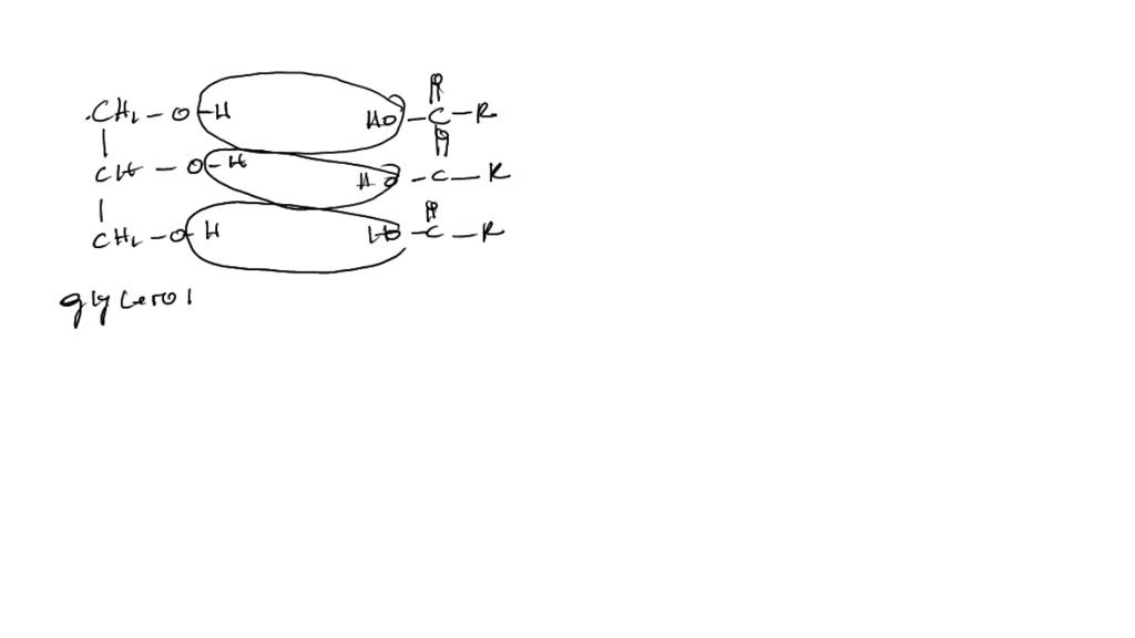 SOLVED: What functional group in a triglyceride (lipid) is formed ...