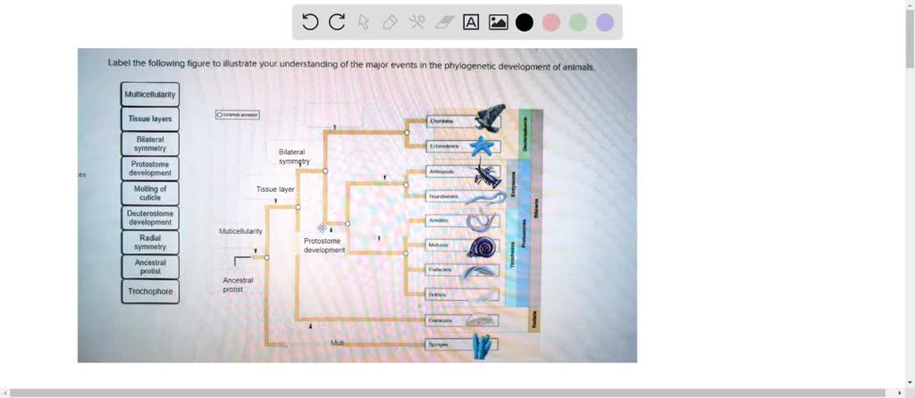 SOLVED: Text: Label the following figure to illustrate your ...