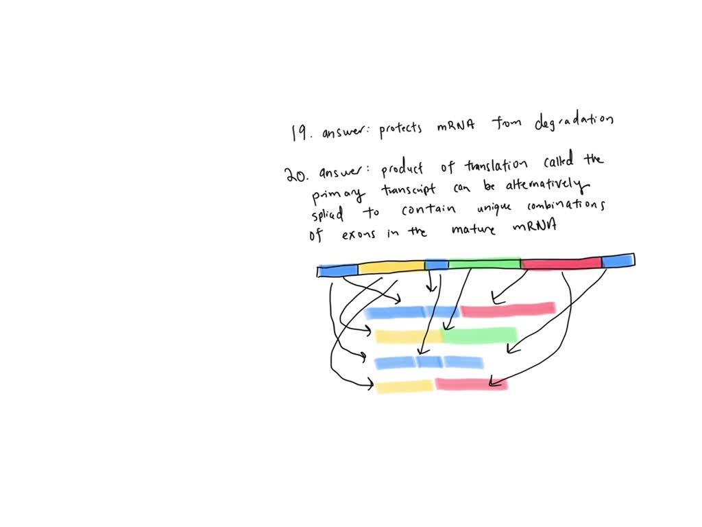 SOLVED: "19.What is the function of the 5 - cap and the 3 poly-A-tail ...