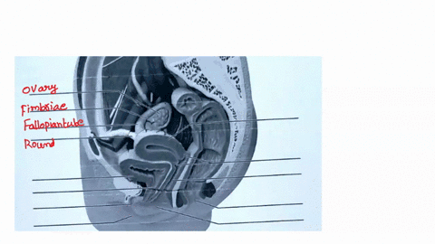 SOLVED: TABLE 6.1 Model Inventory for the Integumentary System Model ...