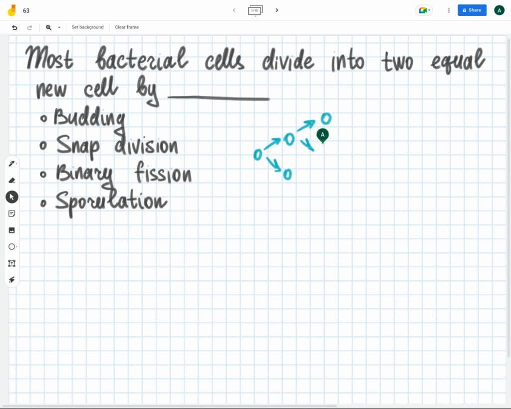 SOLVED: Most bacteria cells divide into two equal new cells by Budding ...