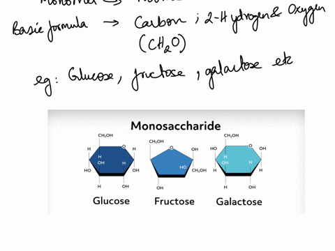 2. Describe, identify, and DRAW the monomers (e.g. what is...