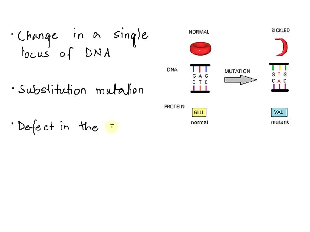 SOLVED: A certain mutation in the gene for hemoglobin results in the red blood cells becoming ...
