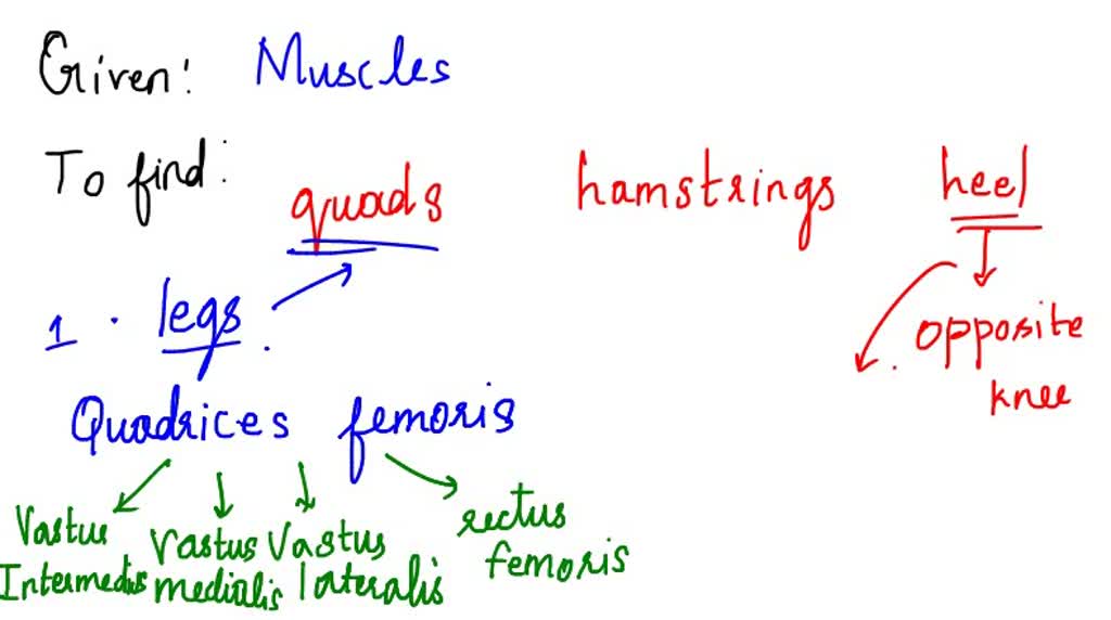 SOLVED: Using anatomical terminology, give the antagonist muscle for ...