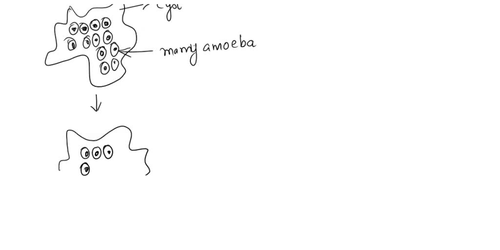 SOLVED: During a bacterial cell divides into two genetically identical ...