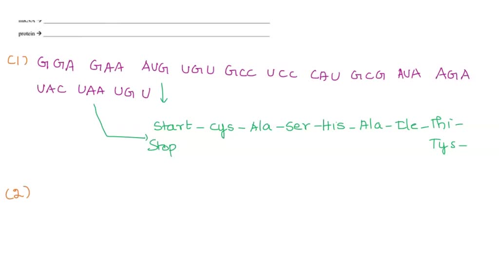 SOLVED: PART C Use your codon chart t0 detenine the amino acid sequence ...