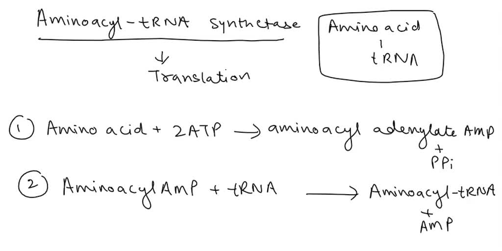 SOLVED: 1. Before an aminoacyl tRNA synthetase attaches an amino acid ...