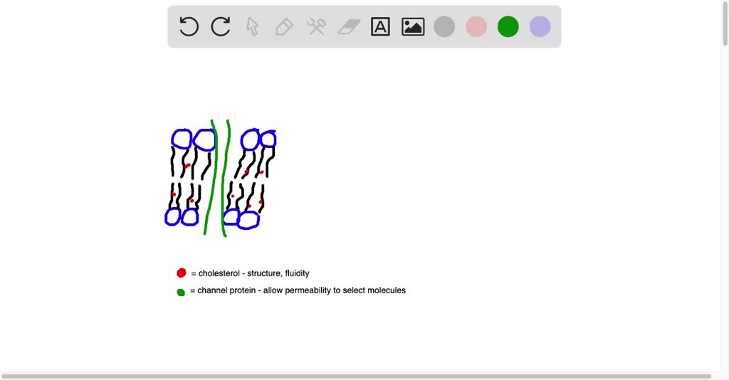 SOLVED: Cell membranes are described as the "gatekeepers" of the cell ...