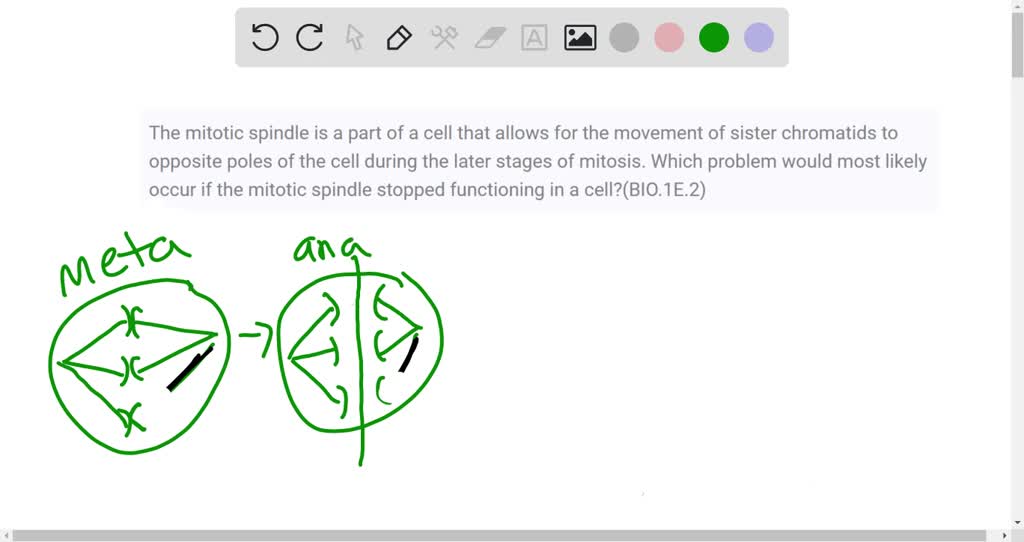 SOLVED: The mitotic spindle is a part of a cell that allows for the ...