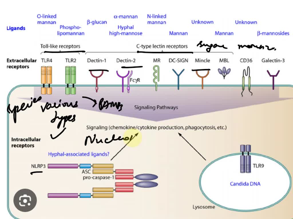 SOLVED: Receptor binding motifs such as RGD have highly selective ...