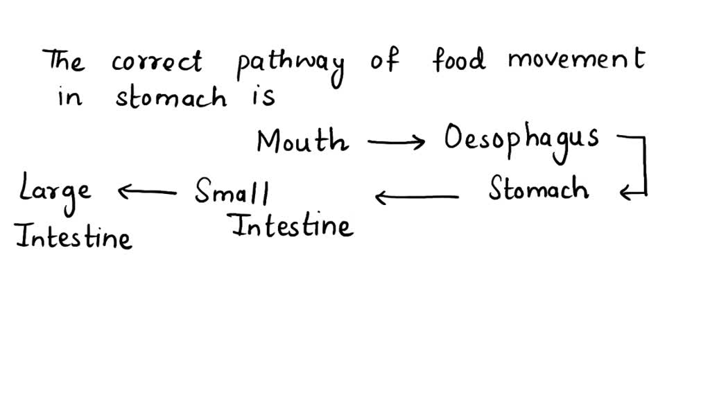 SOLVED: Which is the correct pathway of food in the Digestive System? A ...