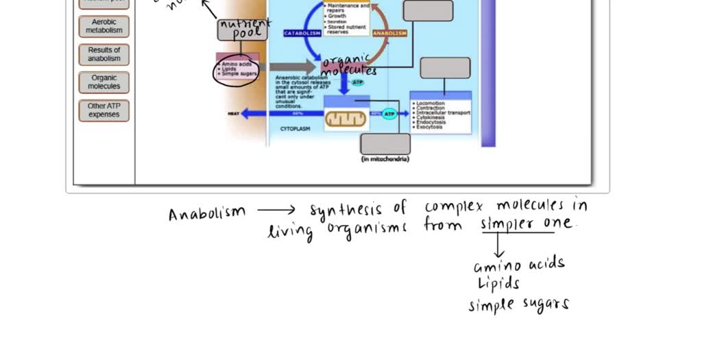 Solved Drag The Labels To Identify The Input And Output Of Cellular Metabolism Interstitial