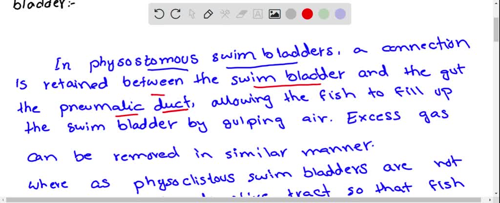 SOLVED: What is the major difference between a physostomous gas bladder ...