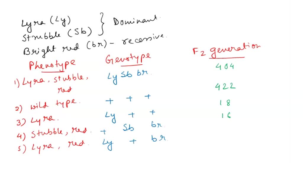 SOLVED: In Drosophila, Lyra (Ly) and Stubble (Sb) are dominant ...