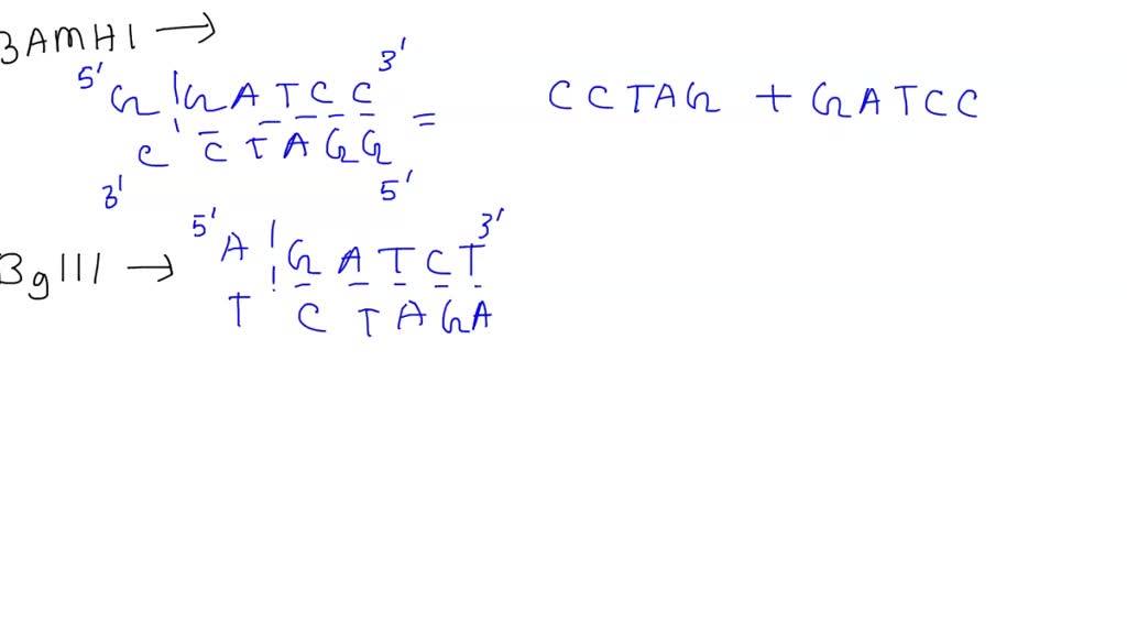 SOLVED: PART L. Restriction enzymes and sticky ends BamHI cuts double ...