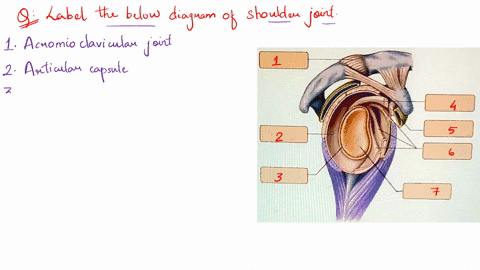 Drag the labels onto the diagram to identify the structures and ...