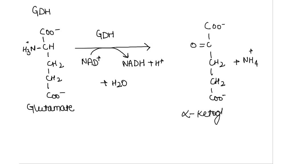 Solved The Deamination Of Glutamate With Glutamate Dehydrogenase Is