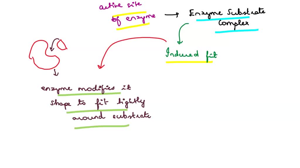 SOLVED: This diagram shows the catalytic hydrolysis of sucrose into the ...