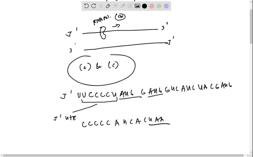 SOLVED: An alien life form has RNA composed of 3 different nucleotides ...