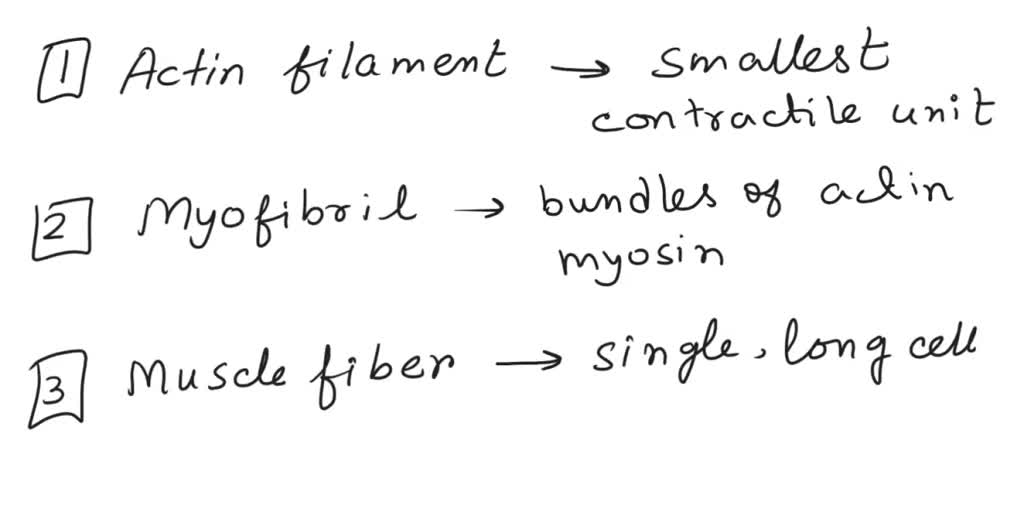 SOLVED: Question 20 2 pts Which of these describes the correct order of functional muscle ...