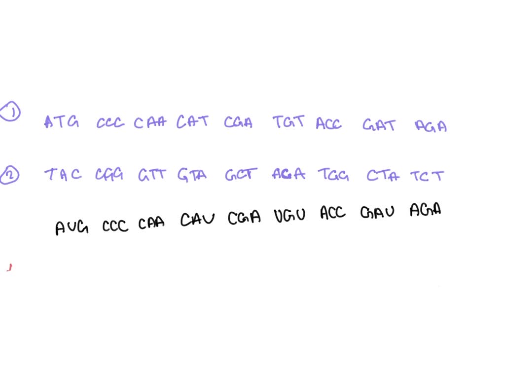 SOLVED: Protein Synthesis: DNA-Coding Strand ATG, CCC, CAA, CGA, TGT ...