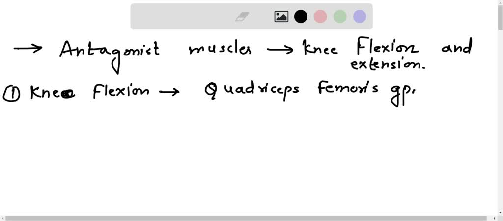 In terms of muscle action at the knee joint are the quadriceps and ...