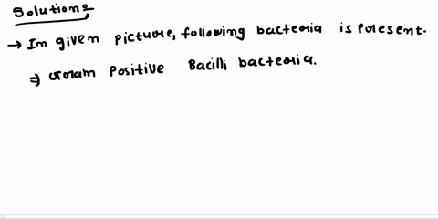 Gram positive staphylobacilli gram positive streptobacilli...