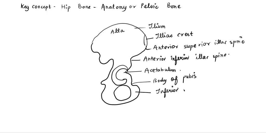 SOLVED: Part A: Fill in the blank questions and then label figure A ...