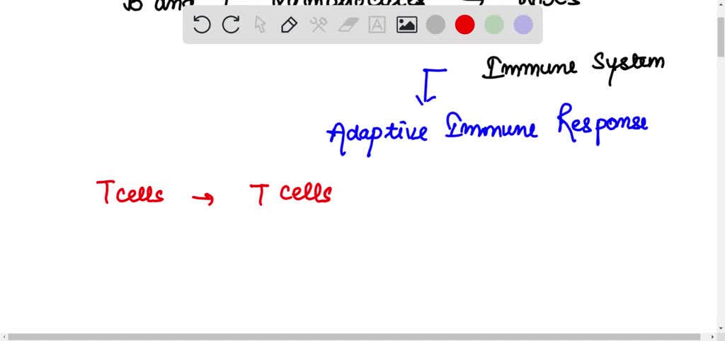 SOLVED: The transition from T1 to T2 transitional B-cell in the spleen ...