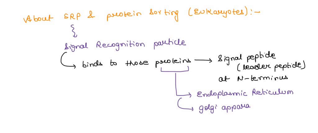 SOLVED: Which statement about the signal-recognition particle (SRP) targeting cycle is FALSE ...