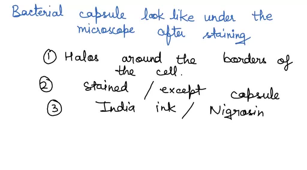 SOLVED: What do bacterial capsules look like under the microscope after ...