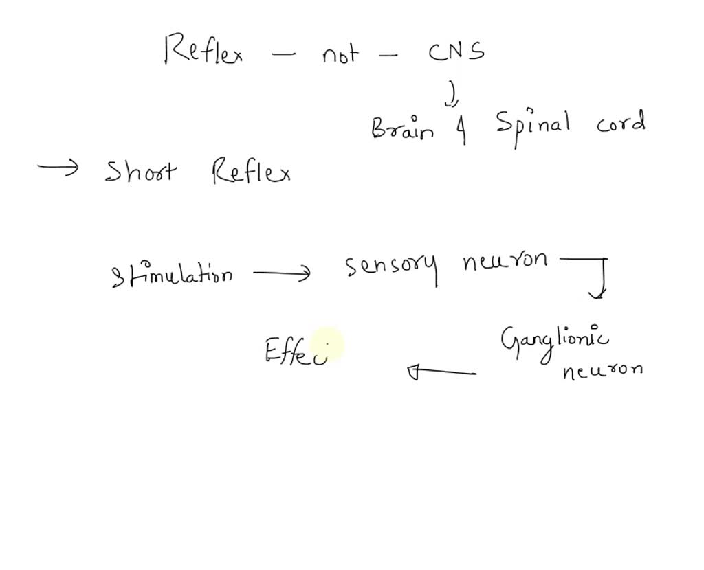SOLVED: What is the term for a reflex that does not include a CNS ...