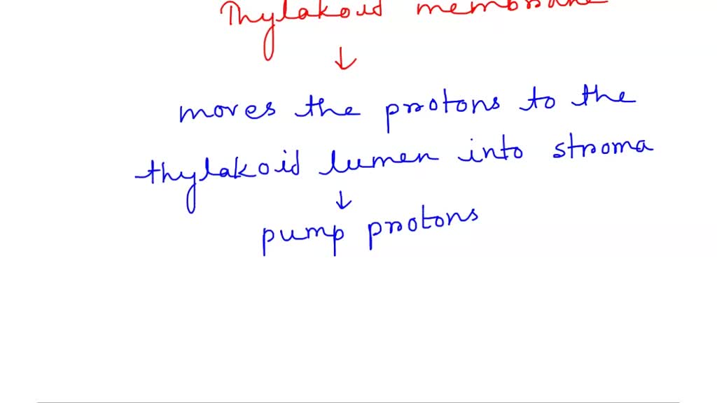 SOLVED: What is the pH gradient across the thylakoid membrane (between ...
