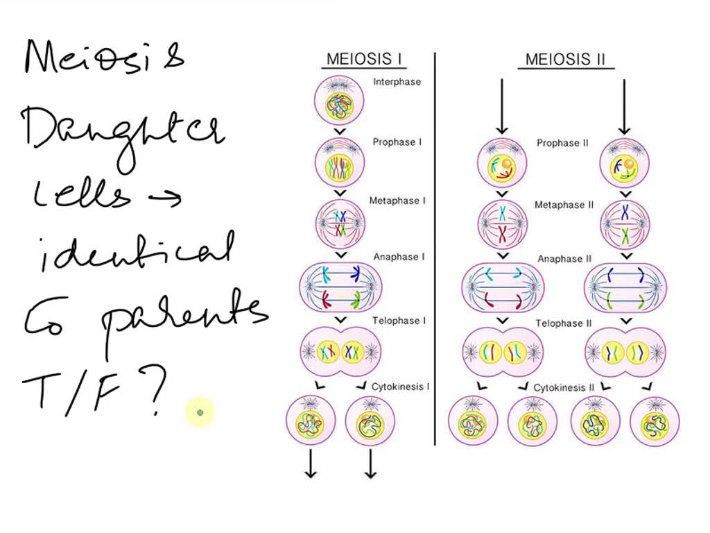 SOLVED: Question 19 (1 point) All daughter cells produced by meiosis ...