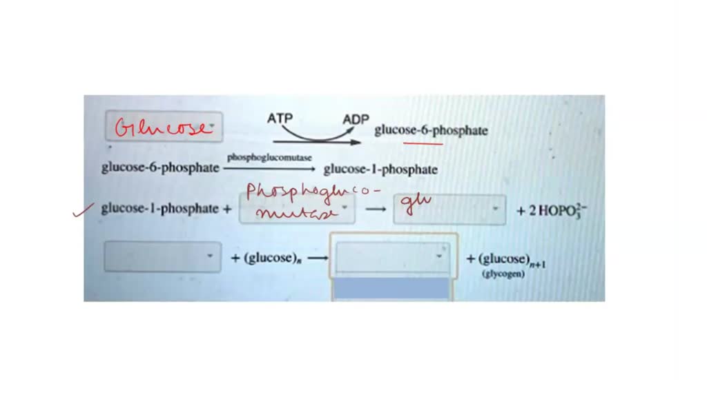 SOLVED: Complele the reactions which show thc transfer of glucose lo ...