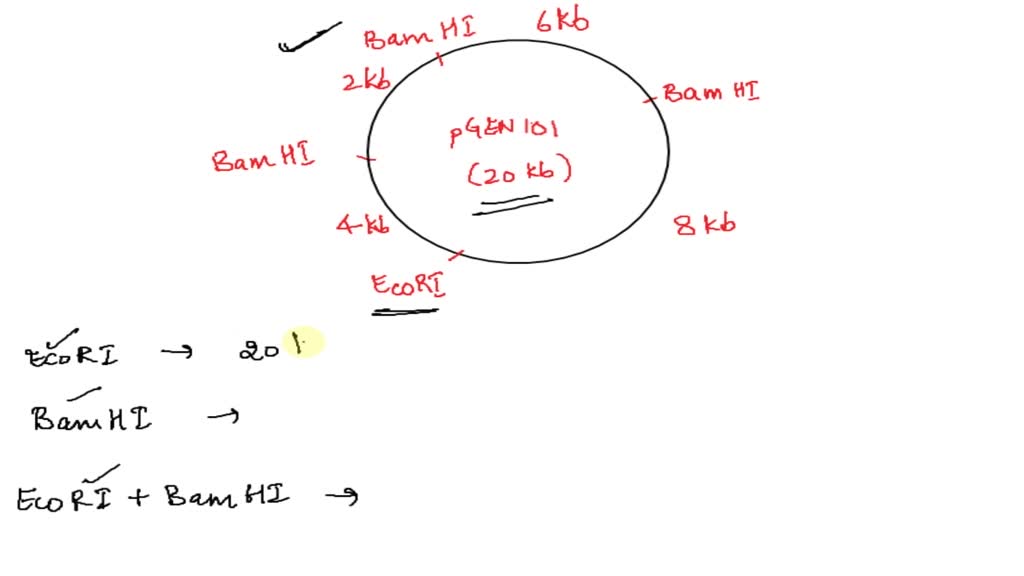 SOLVED: Restriction Mapping Below is a restriction map for the plasmid ...