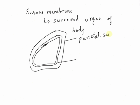 Regarding the serous membranes of the ventral cavity, a layer lines the ...
