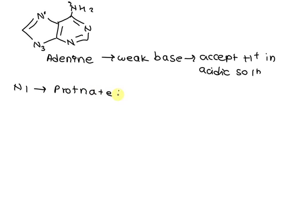 SOLVED: Adenine is a weak base. Which one of the three nitrogens ...