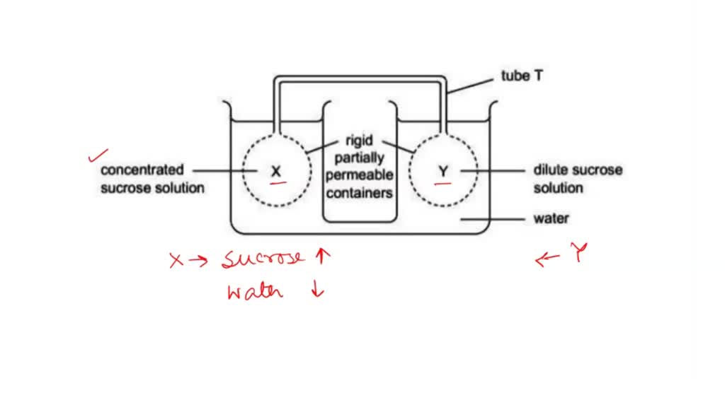 SOLVED: 'The diagram shows a model which can be used to demonstrate ...