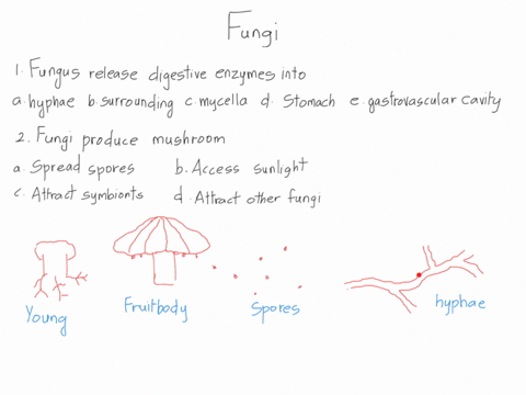 QUESTION 15 Fungi release digestive enzymes into their...