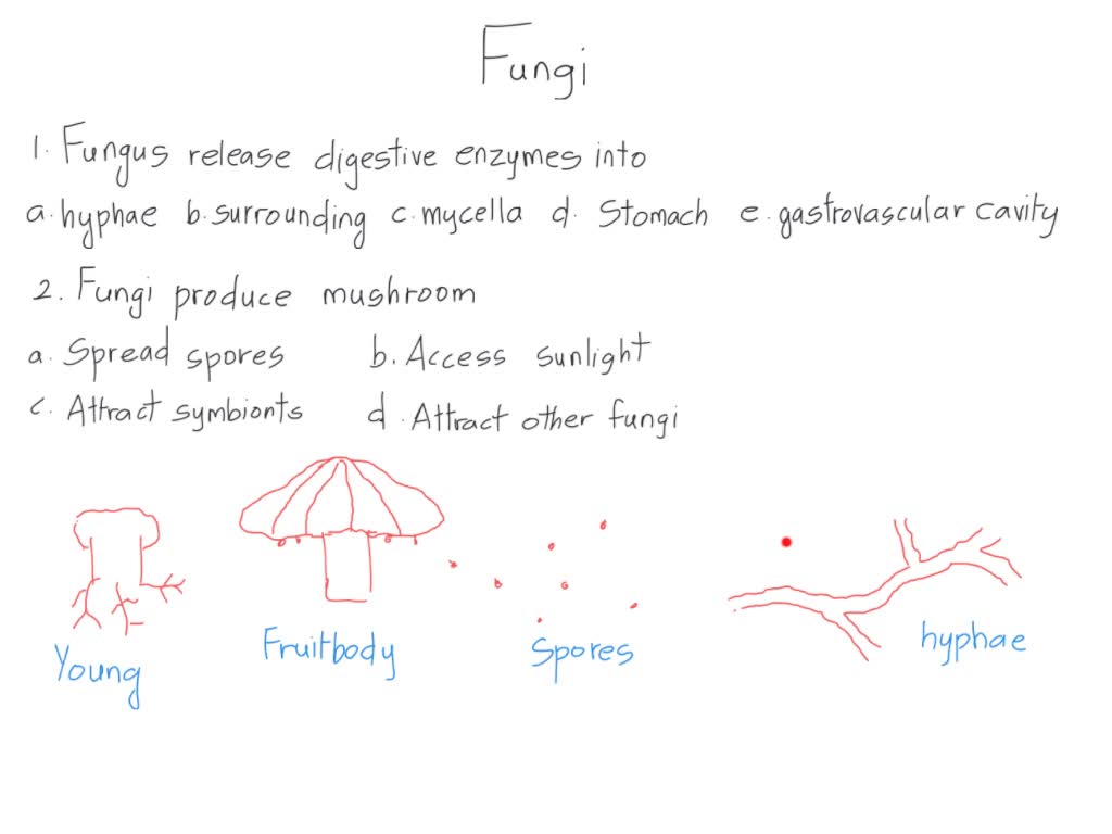 SOLVED: QUESTION 15 Fungi release digestive enzymes into their ...