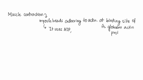 The power stroke occurs when atp binds to the myosin head 0...