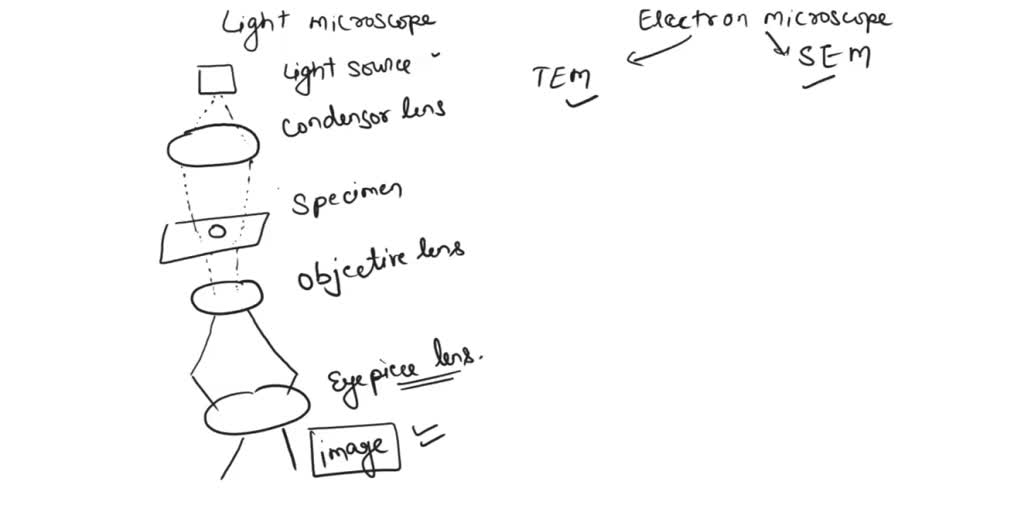 SOLVED: In the images below for a light microscope, a Transmission ...