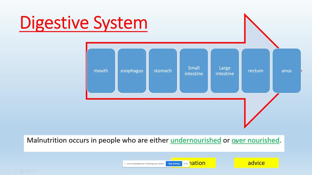 SOLVED: "B. Trace the path of the food in the digestive system using the flowchart. Reflection ...