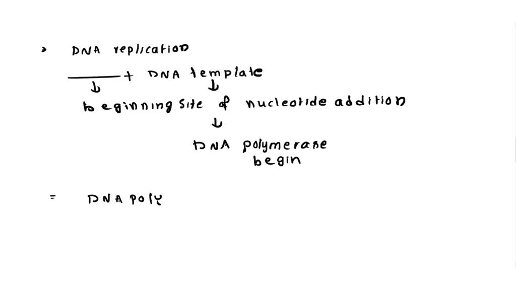 SOLVED: During DNA replication, a(n) [fill in blank] added to a DNA ...