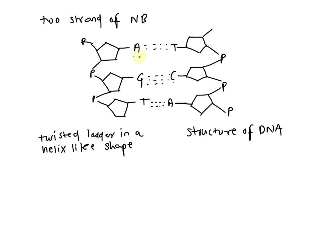 SOLVED: If the DNA double helix resembles a ladder, the interior "rungs ...
